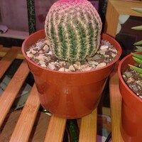 Fire Stick Cactus 6 Inch Sticks on Fire Cactus Tirucalli Live Cacti ...