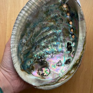 Brown Turkey Wing Seashells Ark Shells Arca Zebra Coastal | Etsy