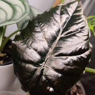Alocasia Infernalis kapit AKA 'black Panther' Starter Plant - Etsy