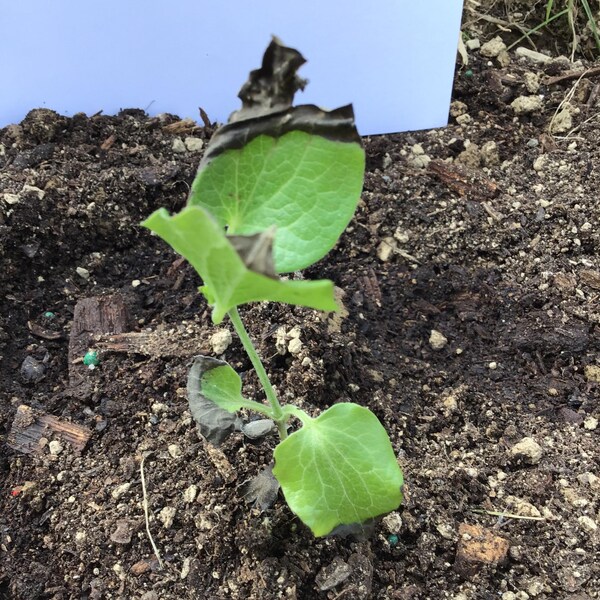 CLEMATIS 'EDDA'. Plant. Perennial. - Etsy