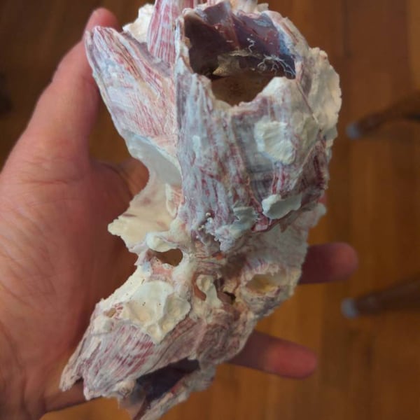 Purple Barnacle Cluster 3"- 5" Beach Decor-barnacle-coral-air Plant ...