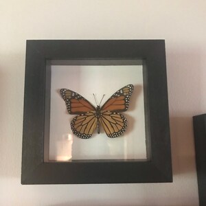Rare Tarantula Hawk Wasp Framed Taxidermy Pepsis Heros 2.2 Inch ...