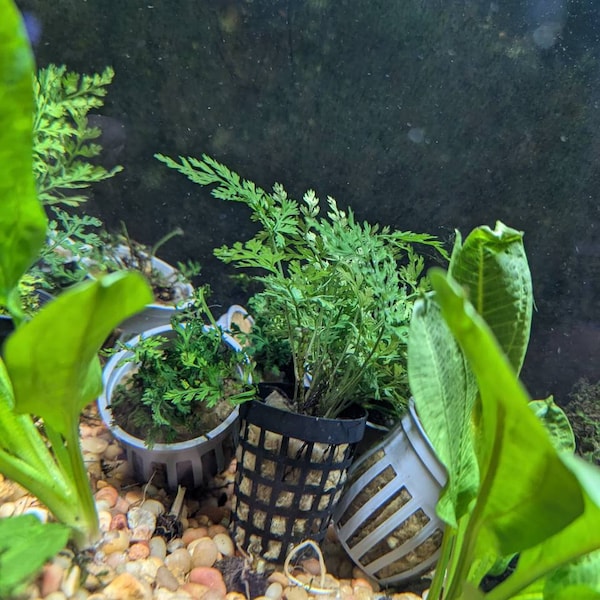 Eleocharis Vivipara Giant Hair Grass Freshwater Live Aquarium Plants ...