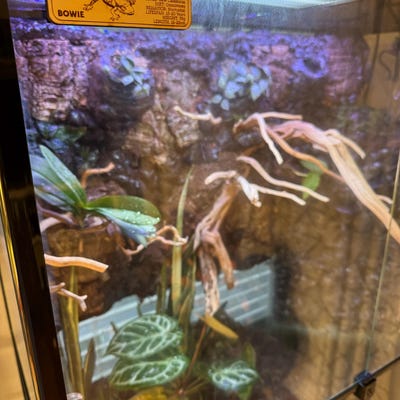 Wooden LEOPARD GECKO Zoological Species Sign Full Color Reptiles Ball ...