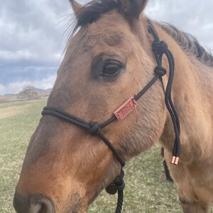 Sparkle Gambler Halter Horse Mule Tape Halter With Bronc Nose Band ...