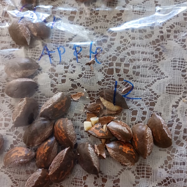 Star Apple Seeds Chrysophyllum Cainito - Etsy