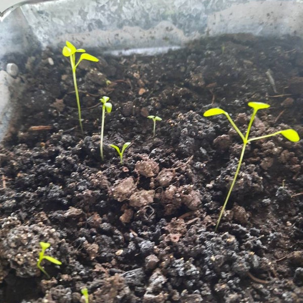 Scent Leaf (efinrin, Nchanwu, Daidoya) - Etsy Canada