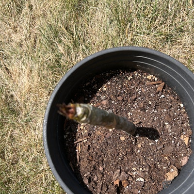 DIRECT FROM HAWAII Plumeria Tree Cutting Exotic Colorful - Etsy