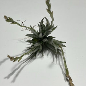 Neglecta Mini Air Plants Tillandsia, Air Plant, Indoor Plant, House ...
