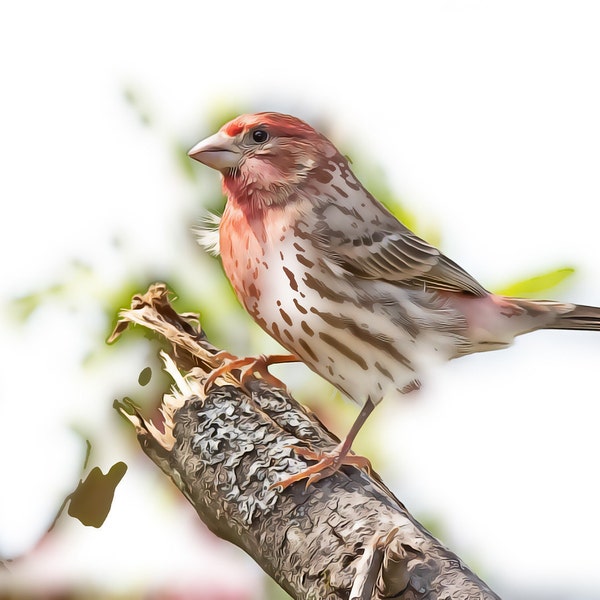 Flying Tulle Fabric Brushes for Photo Editing, Realistic Tulle Veil ...