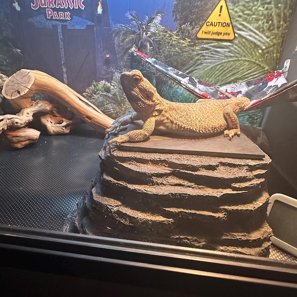 Bearded Dragon Sahara Bundle | Lounge Chair, Picnic Table Greens Dish ...