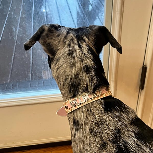 Succulent Wedding Collar | Succulent Flowers | S M L XL XXL | Flower ...