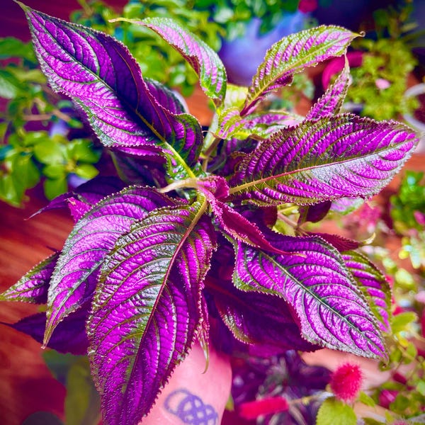 Pothos Champs Elysees | Teruno Pothos | Epipremnum Japanese Pothos ...