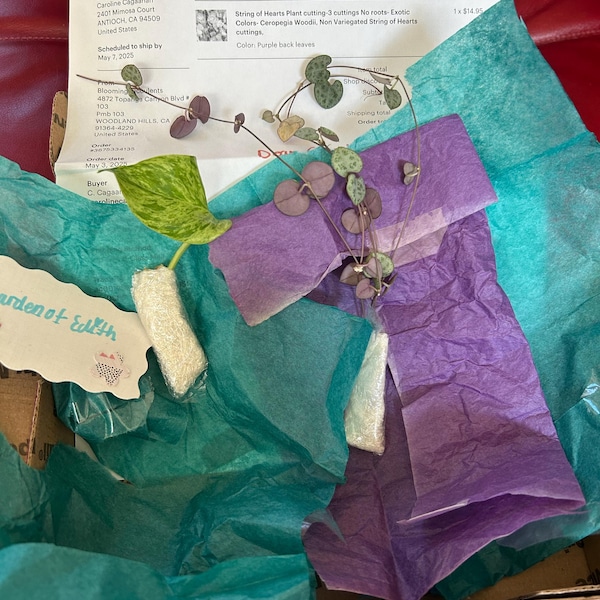 Bougainvillea 'raspberry Ice' Plant Cutting- Raspberry Ice ...