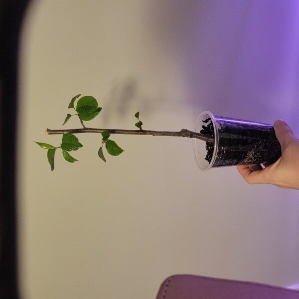 Medical Assistant Vinyl Decal in Maroon - Etsy