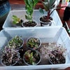 Philodendron Pink Princess PPP ALL Starter Plants Require You to ...