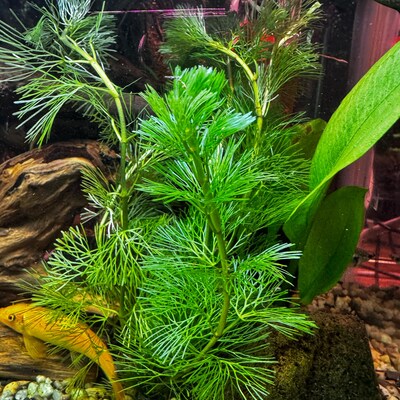 Sensitive Plant or Neptunia Aquatica Floating Aquatic Pond Plant pack ...
