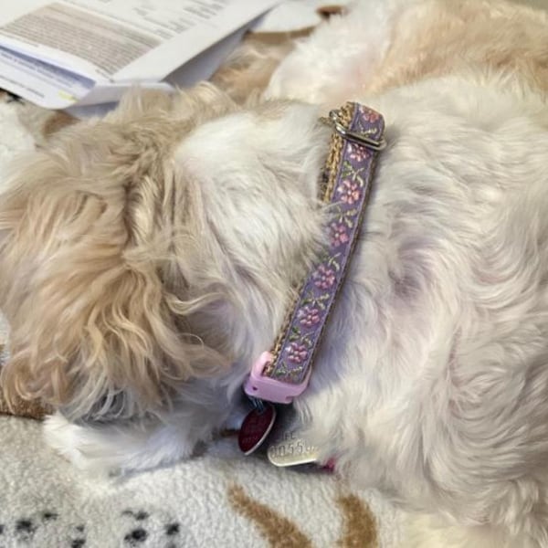 Brown Moth Dog Collar Dog Leash or Dog Harness Copper Dog Collar Boy or ...