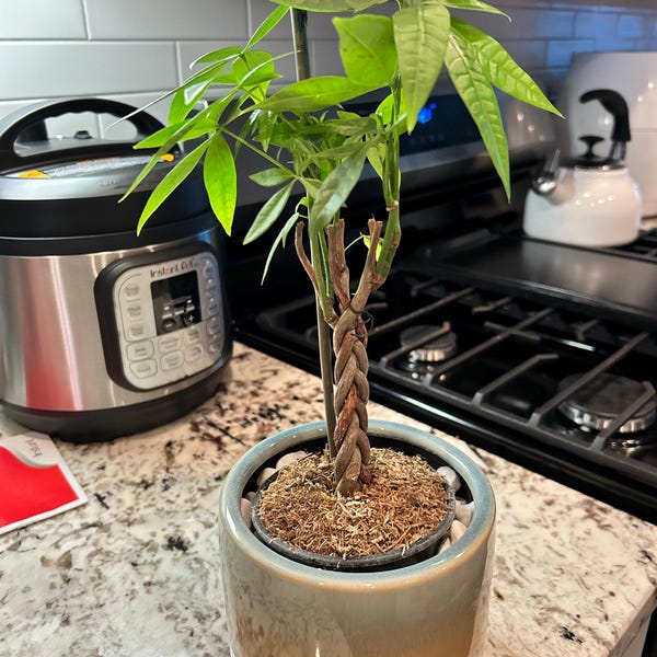 Mican Philodendron Velvet Leaf Philo Indoor & Outdoor Live Tropical ...