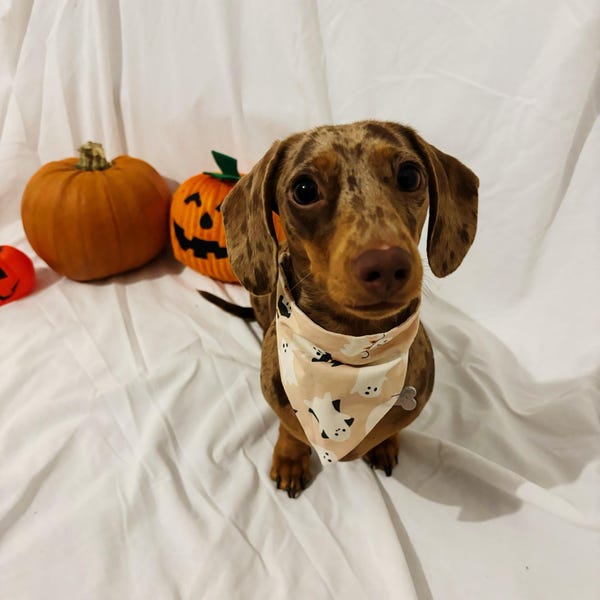 Pumpkin Pickin' | Autumn Dog Bandana | Fall Halloween Scrunchie Bandana ...