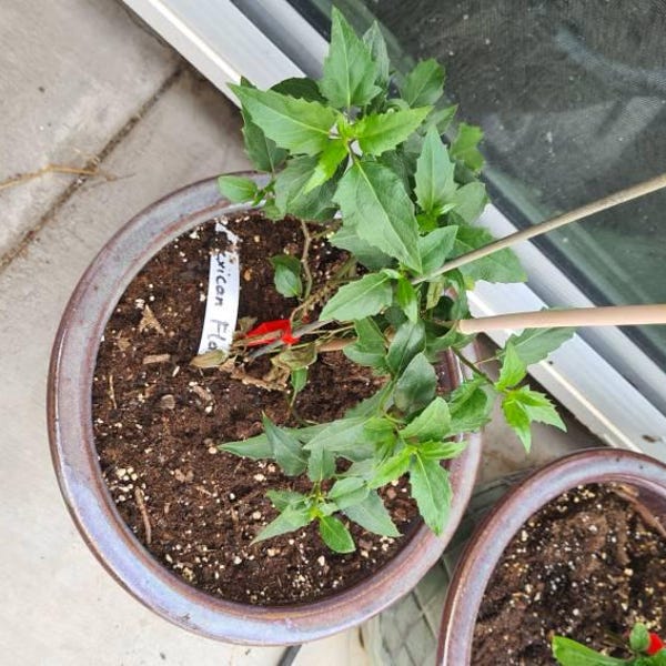 FIREBUSH Firefly Dwarf Scarlet Red Shrub Live Plant Orange Yellow ...