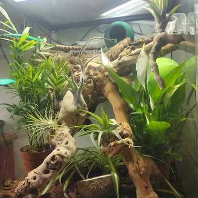 CHEAP Random BOGWOOD 20-30cm Fish Tank Root for Java Fern Moss Live ...