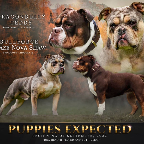 Labrador Retriever Advert for Breeders, Stud Dog Kennel Presentation ...