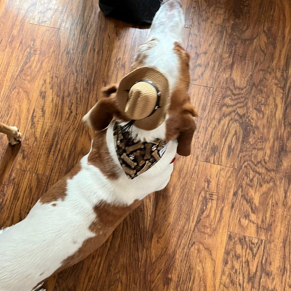 Cat Dog Stetson Cowboy Hat Mesh With Tassels Cool, Comfy & Cute - Etsy