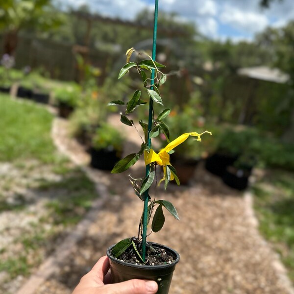 FIREBUSH Firefly Dwarf Scarlet Red Shrub Live Plant Orange Yellow ...