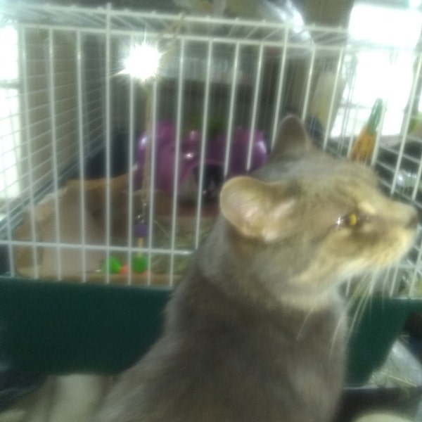 Methylene Blue With Colloidal Silver, Angels Lab, USP Pharmaceutical ...