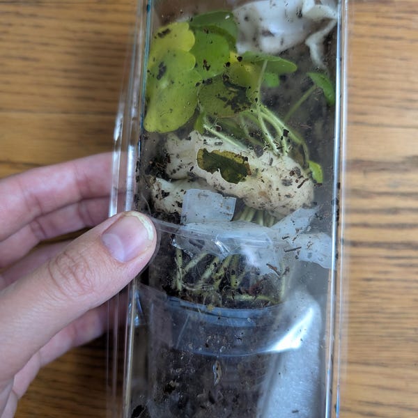 Pennywort (hydrocotyle Vulgaris) Live Plant Bundle (generously 15-20 ...