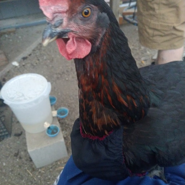 Chicken Bra, Crop Support, Pendulous Crop Support, Crop Bra, Hen Bra ...