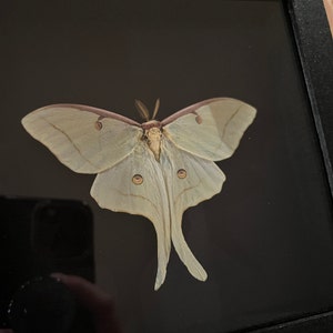 Real Rare Kaiser-i-hind Swallowtail Butterfly Framed Taxidermy - Etsy