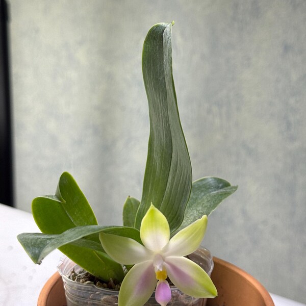 In Spike! Phal. Bellina Pink X Sib, Very Pretty and Fragrant - Etsy