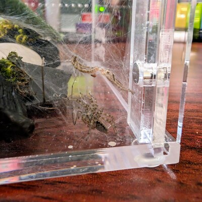 Spider Stuff Bioactive Enclosure Large 4x 4 X 8, Spider Enclosure ...