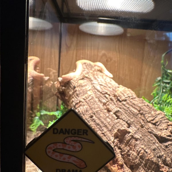 XL Hoggy Hide. Burrow Hide. Snake Hide for Western Hognose, Colubrids ...