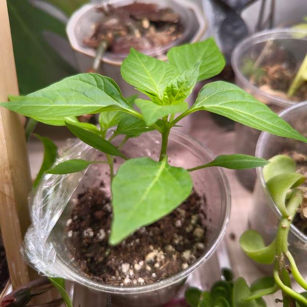 Hollyhock Indian Spring Mix Seeds Heirloom USA NJ Grower See My Store ...