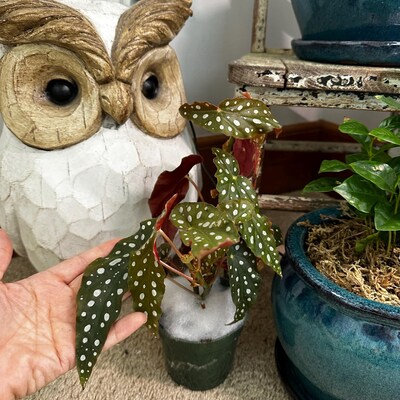 White Princess Philodendron, Pink & White Philodendron, PPP, WPP, High ...