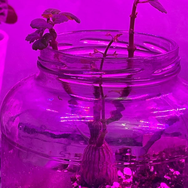 Bonsai Mint plectranthus Ernstii Caudex - Etsy