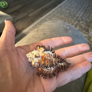 FLORIDA COMMON AUGER Cone Sea Shells 10-100pcs Wedding Craft Beach ...