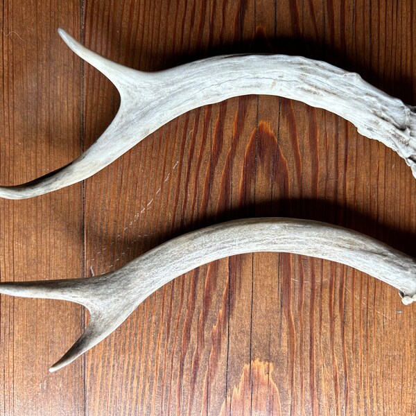 Whole Mule Deer Antlers 12-13 Inches Tall(sold Individually) - Etsy