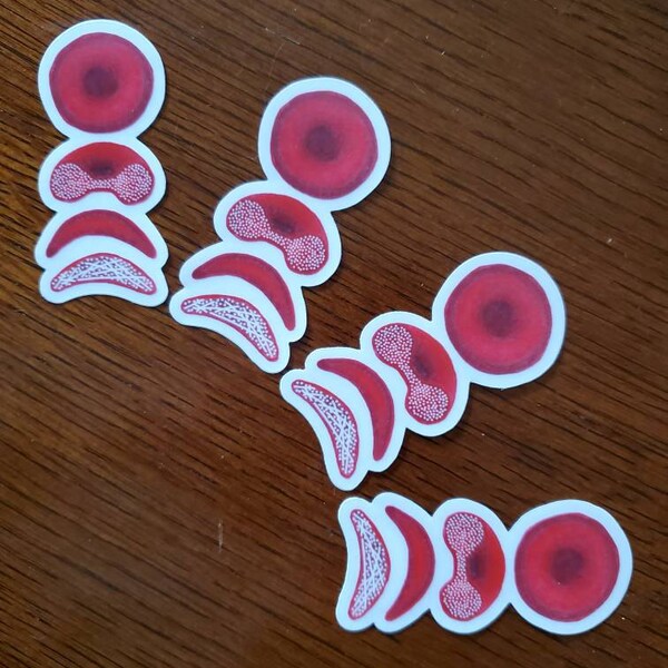 Blue Flower Sticker, Clear Sticker - Etsy