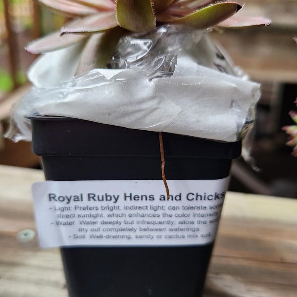 Royal Ruby Hen and Chicks - Sempervivum - Etsy