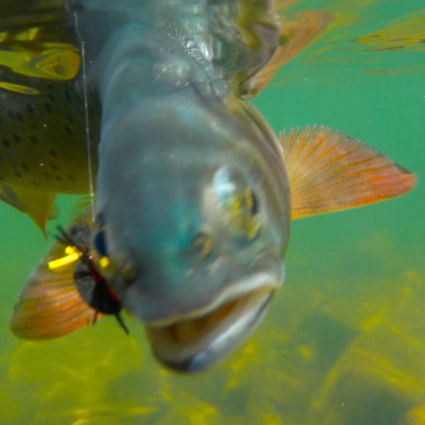 The Best Hopper Patterns - Irresistible Hopper - Terrestrial Fly ...