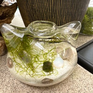 Java Moss Ball Nano Packs Live Aquarium Plant for Terrariums - Etsy