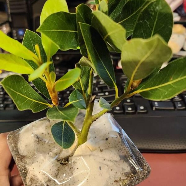 A Bay Leave Tree/laurus Nobilis/live in a 3’’ Pot/ 8”-10”high - Etsy