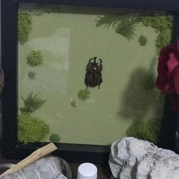 Bronze Metallic Scarab Horned Beetle Real Insect Bug Taxidermy Craft ...