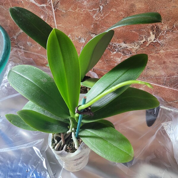 Rlc. Sung Ya Green 'mailman' (2.5” Pot) - Etsy