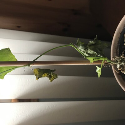 Neoregelia Sheba Bromeliad Offset for Shade or SUN - Etsy