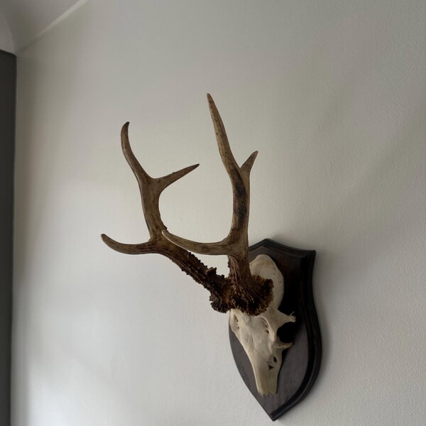 Huge Set 14 Point Imperial Deer Antlers - Etsy